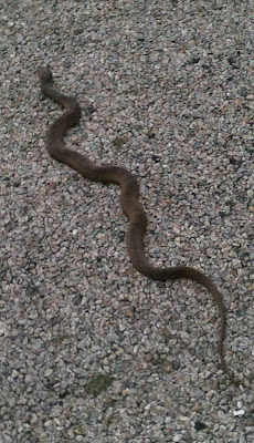 Along the Geronimo Creek: Blotched water snake