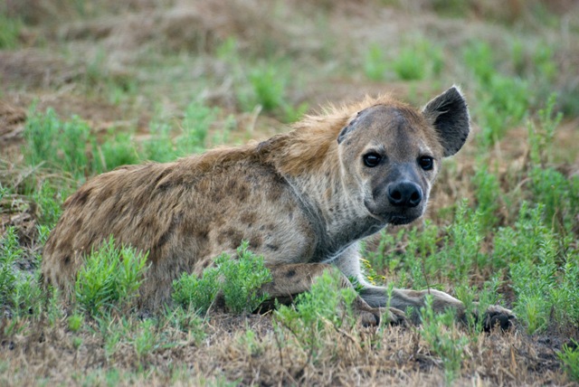 la rutina diaria: Liuwa Plain hyaenas