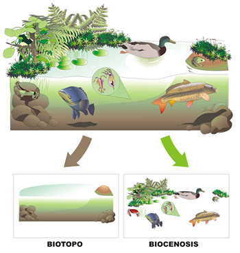 Infografía: Biocenosis