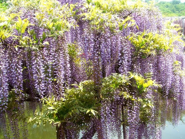 Amazing Wisteria Flowers