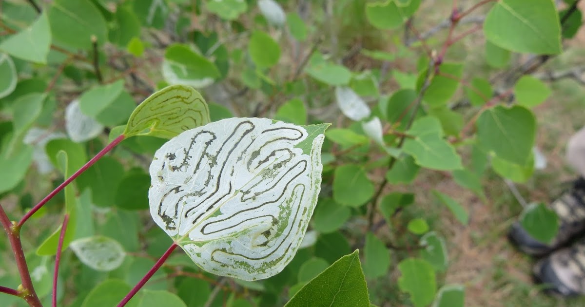 The Cranbrook Guardian: The Serpentine Leafminer of Aspen trees
