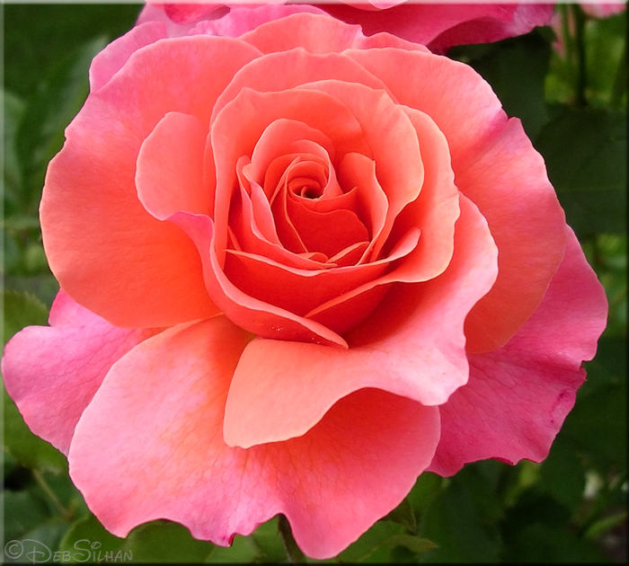 Disney Décor In and Out | Focused on the Magic : Disney Décor In and Out