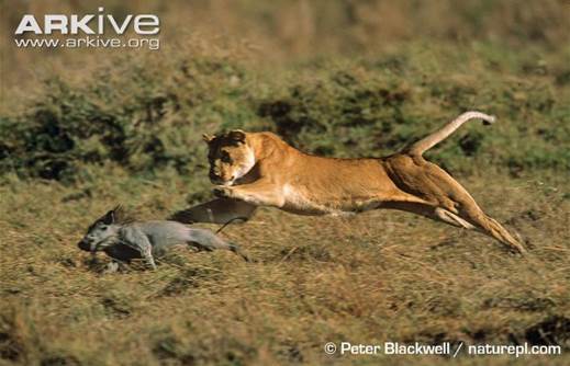 Ciencias de Joseleg: Introducción a la depredación