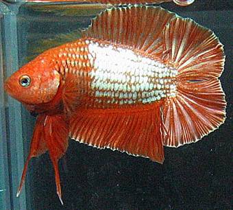 GENÉTICA DAS FORMAS DO BETTA | Bênny Bettas de Linhagem