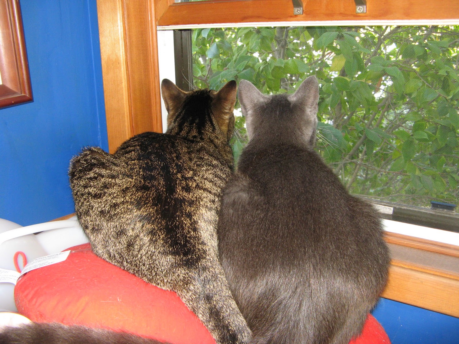 TRAVELS (and more) WITH CECILIA BRAINARD: Cat Pictures: Two Shadowy ...