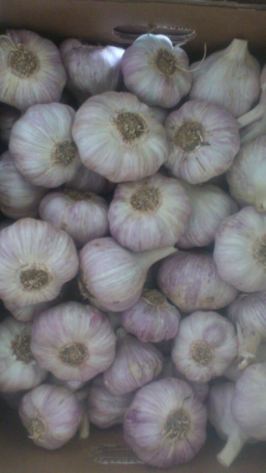 top garlic importing countries