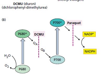 MECHANISMS OF ELECTRON TRANSPORT IN PHOTOSYNTHESIS CSIR-NET/JRF