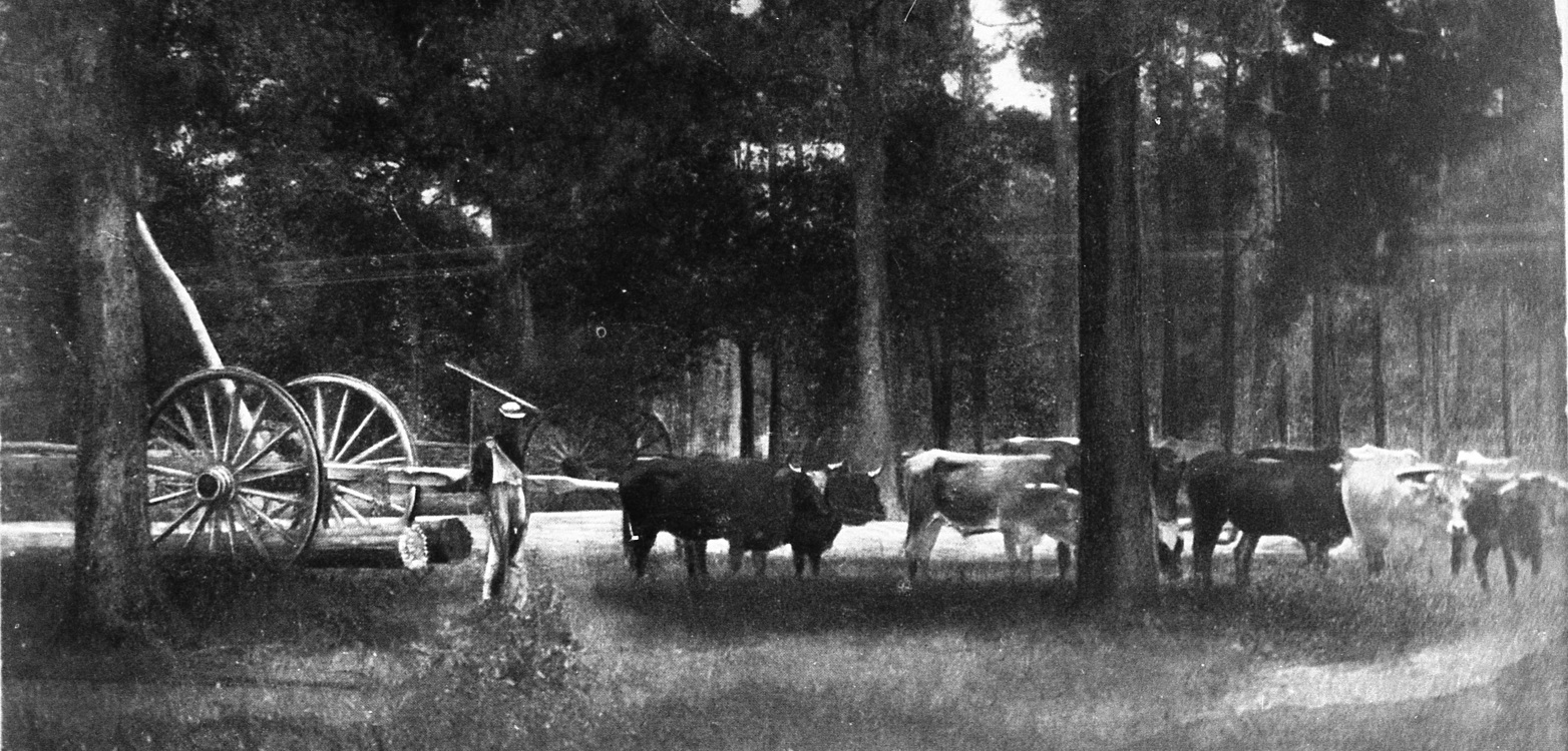 Tammany Family: Ox Teams Pulling Timber Wagons