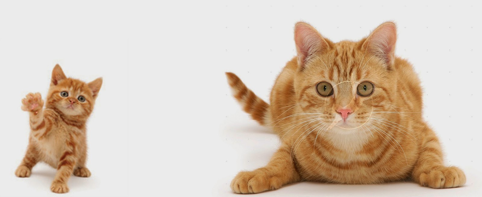 Beda Makanan Bayi Kucing atau Anak Kucing dengan Makanan Kucing Dewasa ...