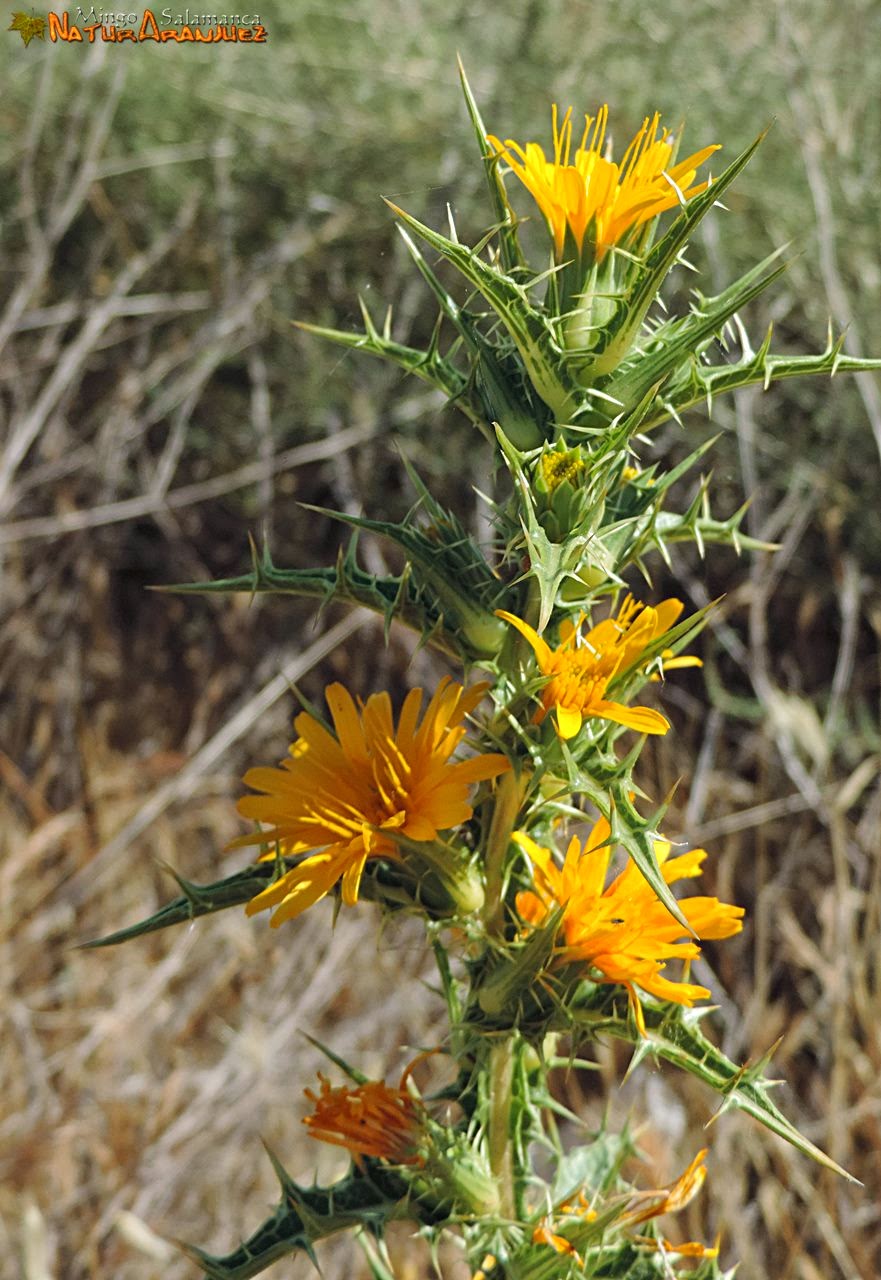 NaturAranjuez: Scolymus hispanicus - CARDILLO