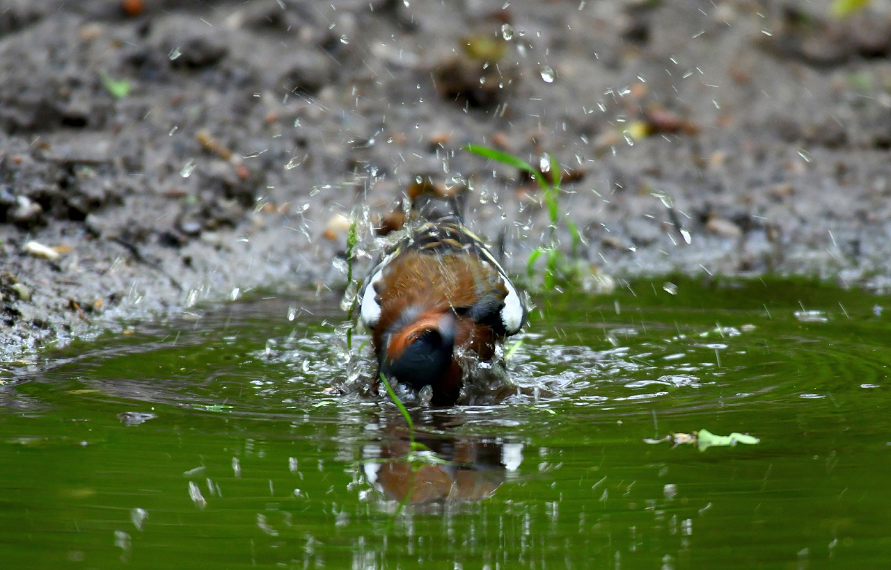 Jozef van der Heijden - Natuurfotografie: Vogels genieten van een waterplas