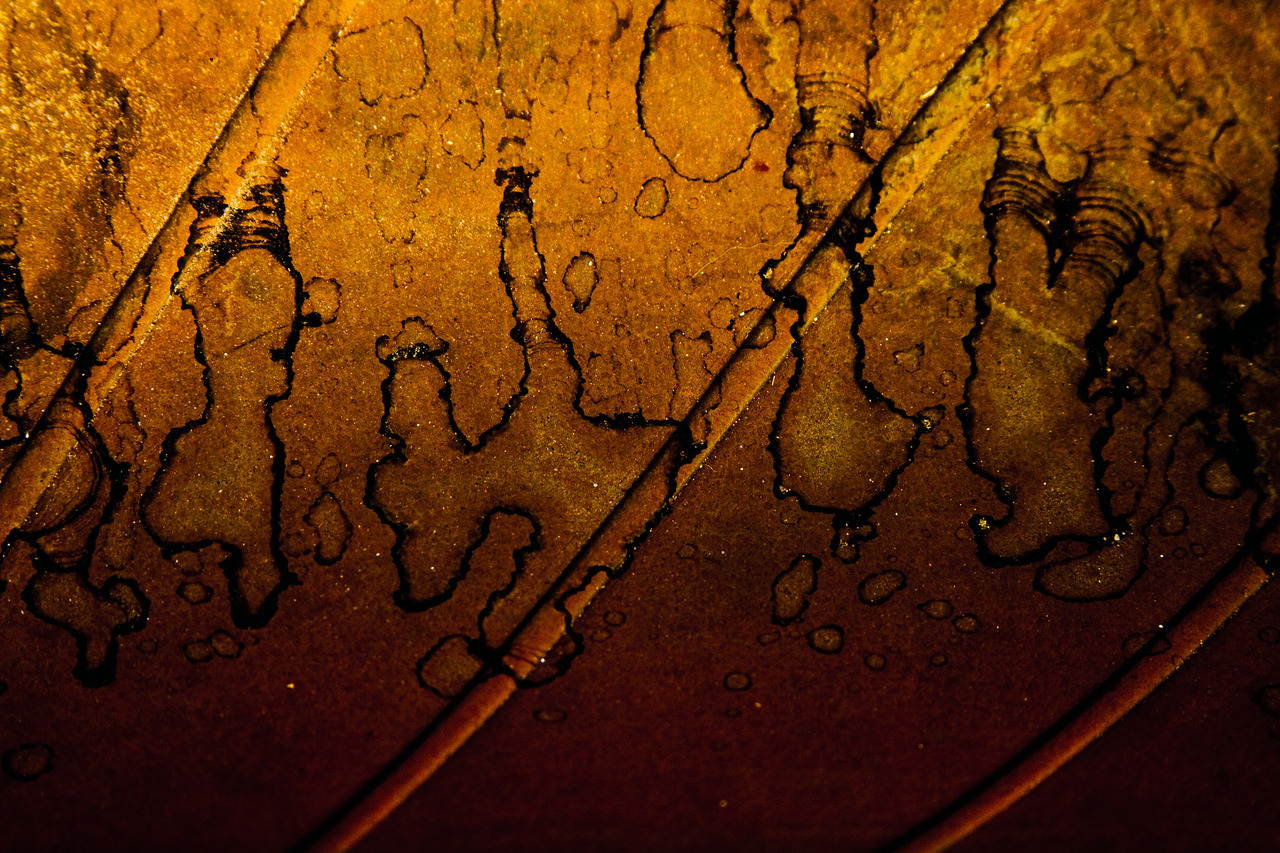 H.I.A.T. - Hey, I abandoned that!: The textures of decay