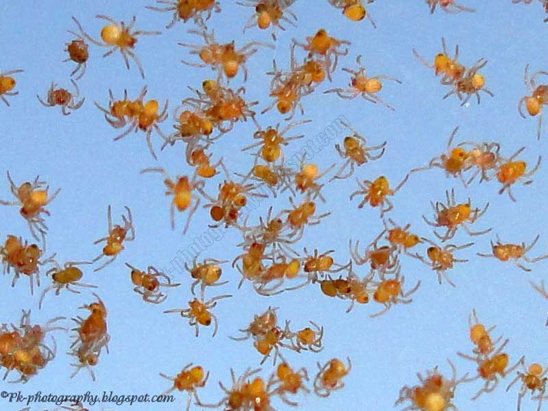Spiderlings | Nature, Cultural, and Travel Photography Blog