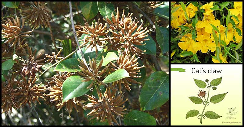 Cat’s Claw: A Potential Remedy For Arthritis, Hypertension, And ...