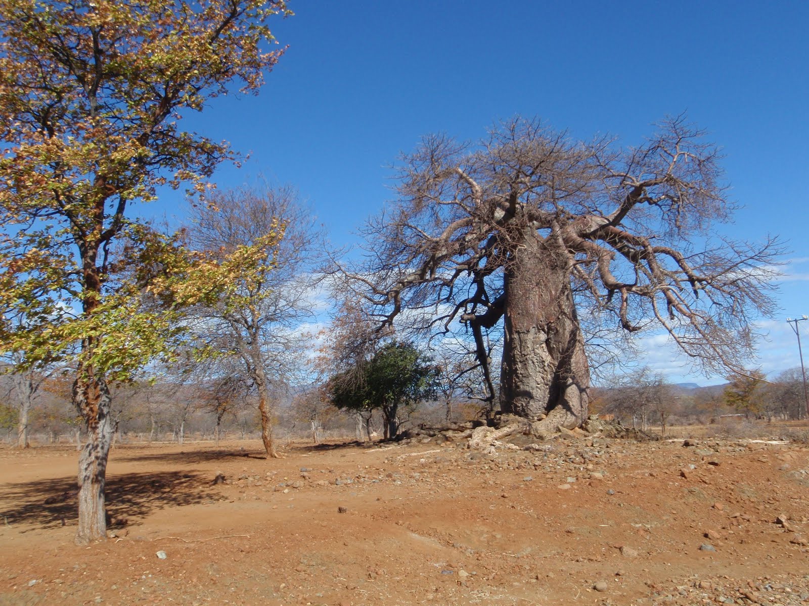 Xtremehorticulture of the Desert: Zimbabwe and the Baobob Tree