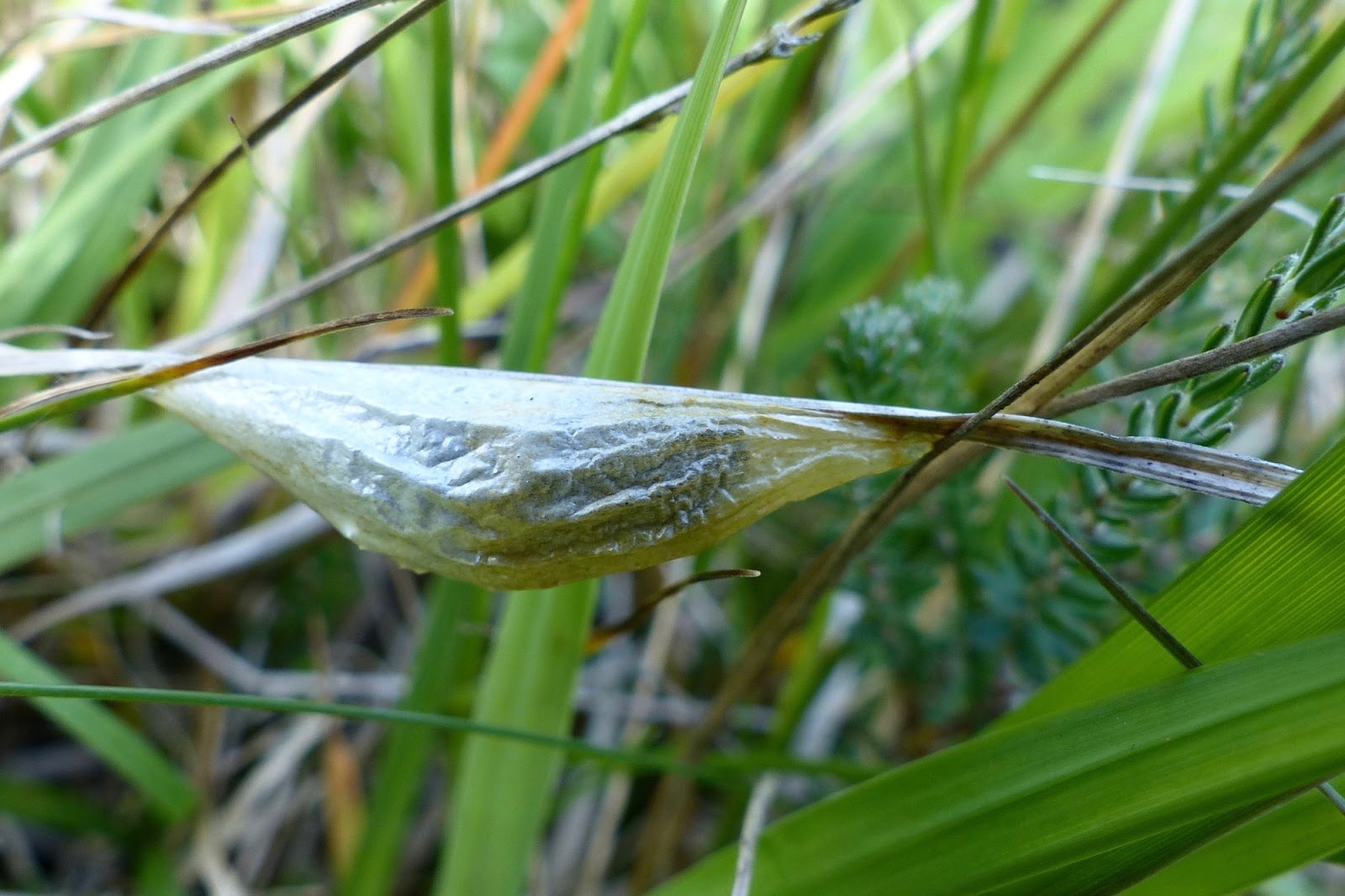 A Kilchoan Diary: Burnet Cocoons