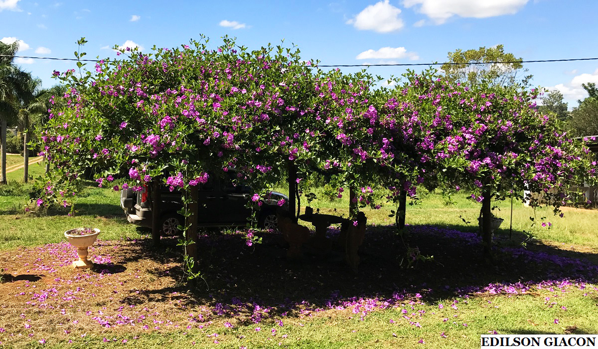 Viveiro Ciprest - Plantas Nativas e Exóticas: Sariteia Rosa ( Saritaea ...