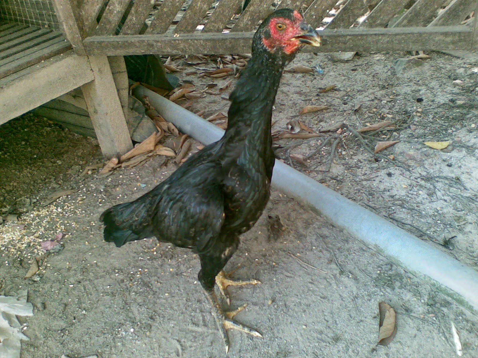 Ayam Siam / Ayam Sabung: Ayam Betina Muda - Hijau Magon