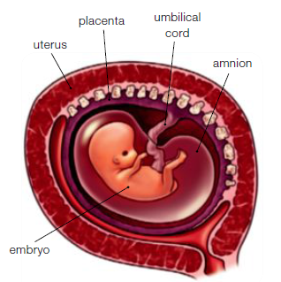 CeipToursScience6: UNIT 5 NATURAL SCIENCE: THE REPRODUCTION