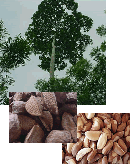 PLANTAS E ERVAS E FRUTOS QUE CURAM: FRUTA CASTANHA DO PARA