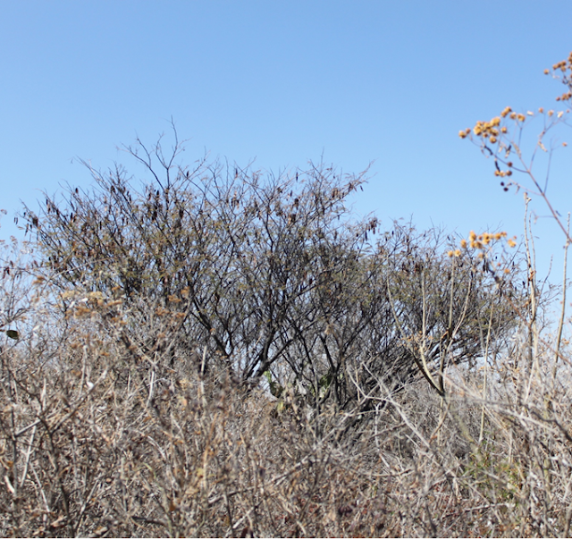 Biodiversidad de "El Bajío Profundo": LA SELVA BAJA DEL BAJÍO PROFUNDO.