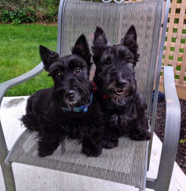 Scottie Mom: Be Inspired by a Scottie: Hamish