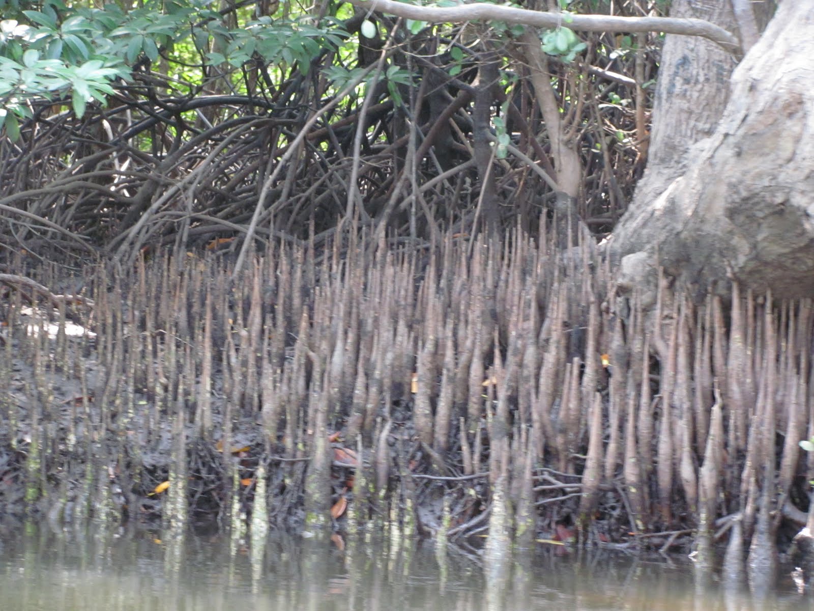 Mark McGinley's Fulbright in Malaysia: Mangroves