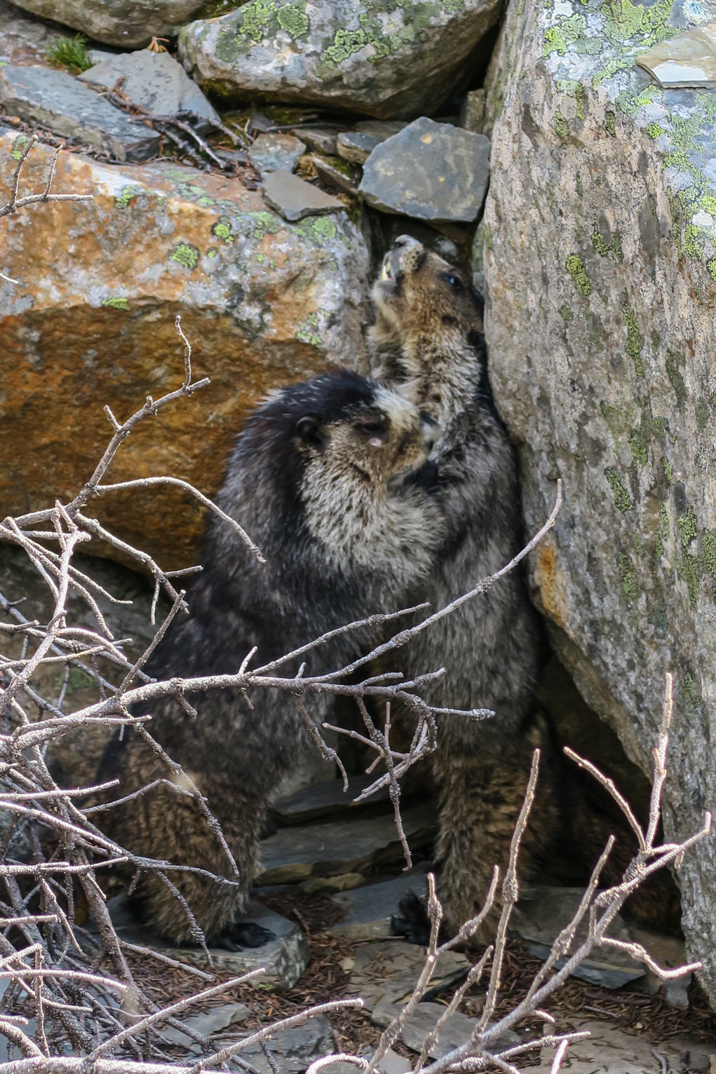 A Map and a Mustang: Marvelous marmots