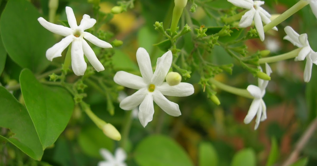 Chameli Flower Plant Growing and Everything About it: Easiest way to ...