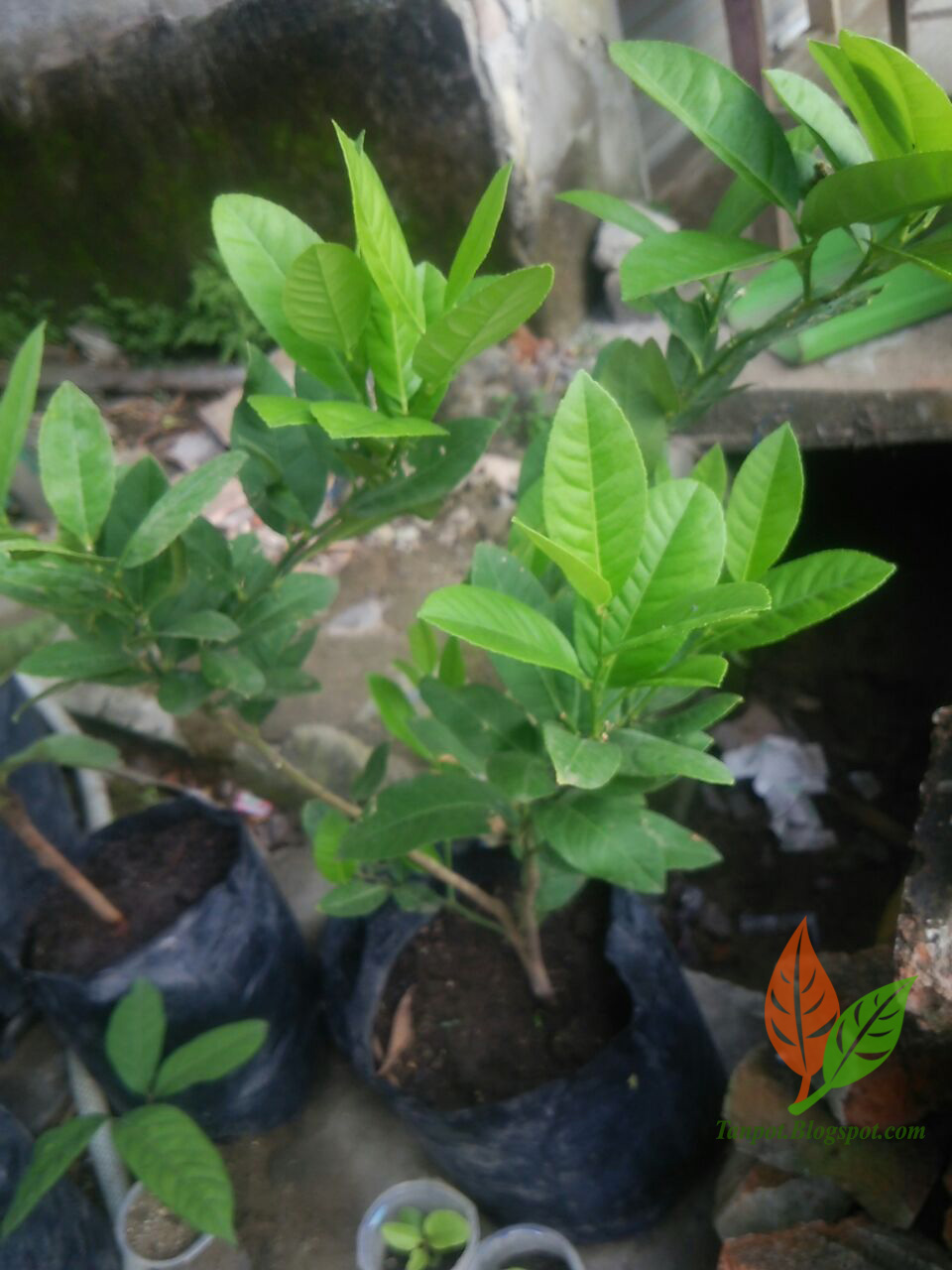 Tanaman Jeruk Lemon di Polybag