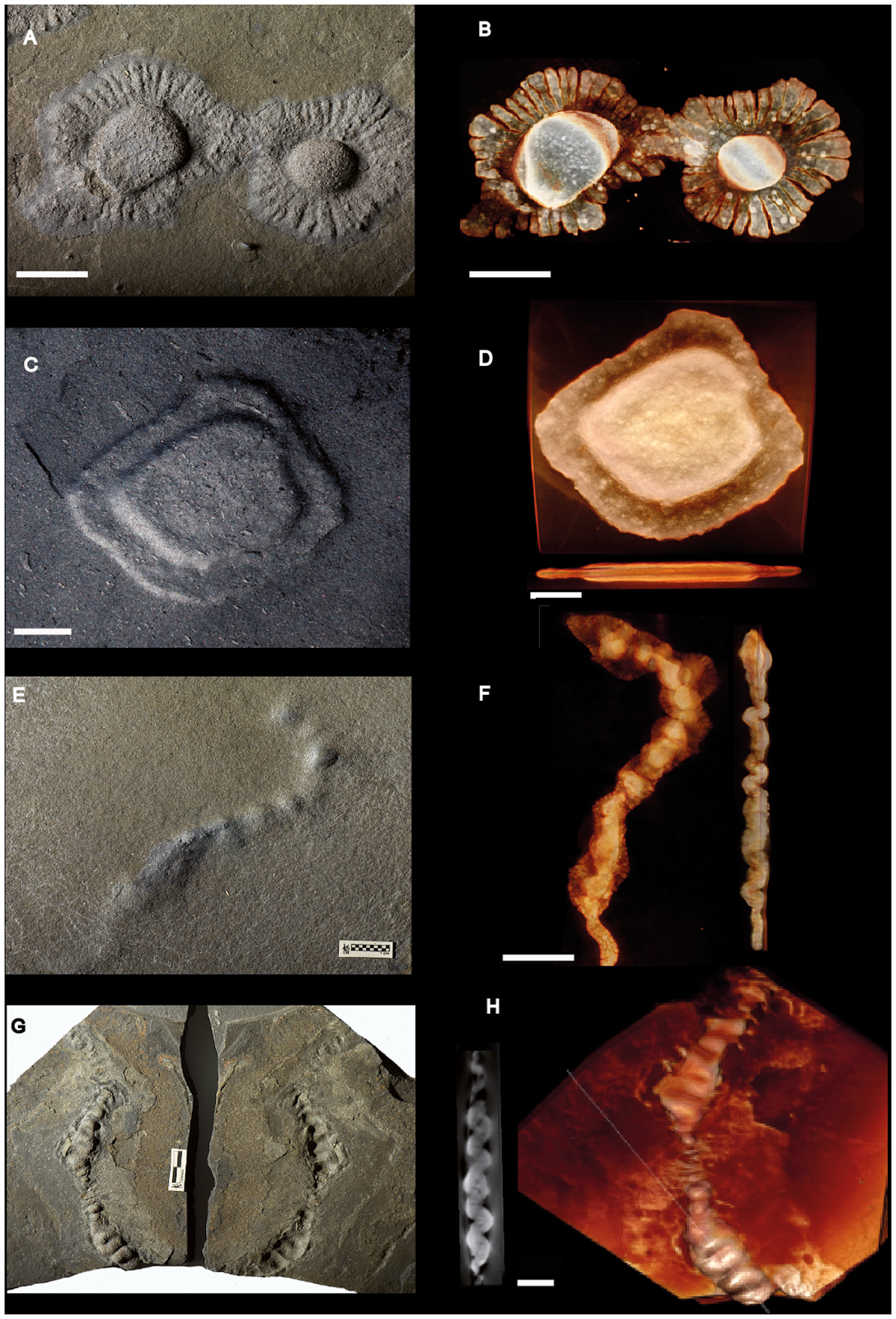 The Dragon's Tales: Complex Life During the Rhyacian PaleoProterozoic ...