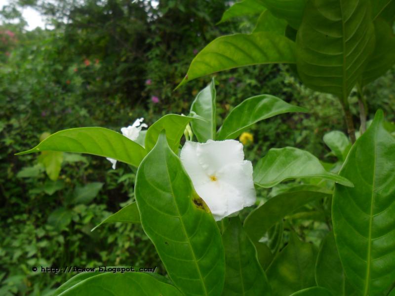 Wax Flower(টগর ফুল) - Tabernaemontana divaricata