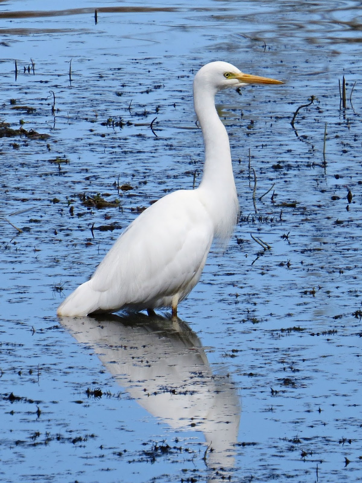 Traprock Birding: Pechey's Lagoon in the Lockyer Valley