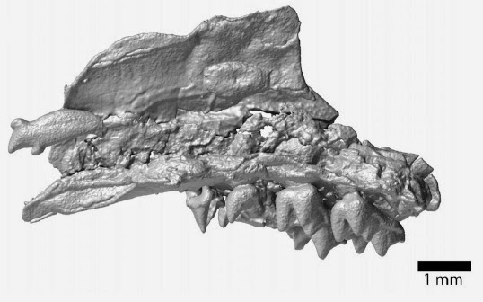 Sciency Thoughts: Mammal remains from the Early Eocene of northern ...