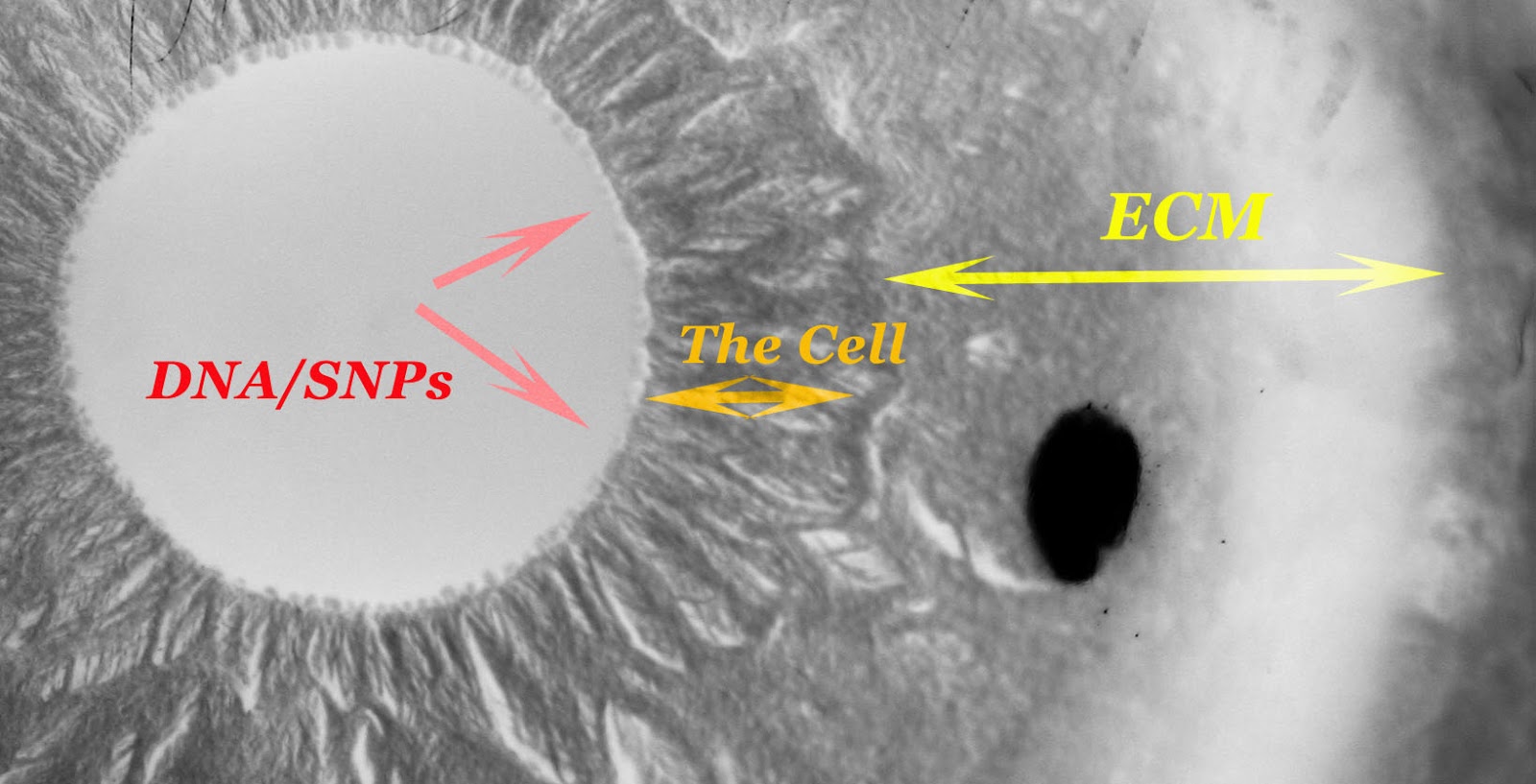 Modern & Multidimensional Iridology: ECM, The Cell & DNA/SNPs - New ...