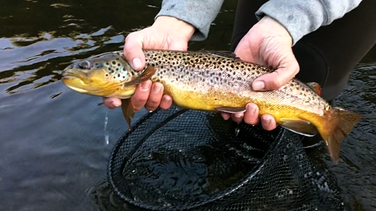 Fishing the Rockies: Black Mamba