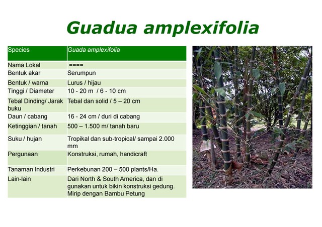 Jenis dan ciri tumbuhan Bambu serta Manfaatnya - Jenisajatitik
