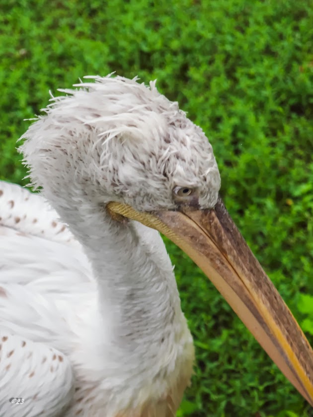 Foto: Pelicanul cret (Pelecanus crispus)