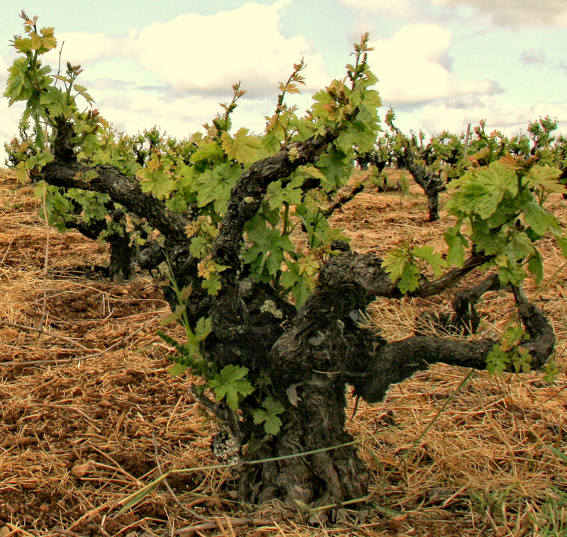 Kintall: Old Vines