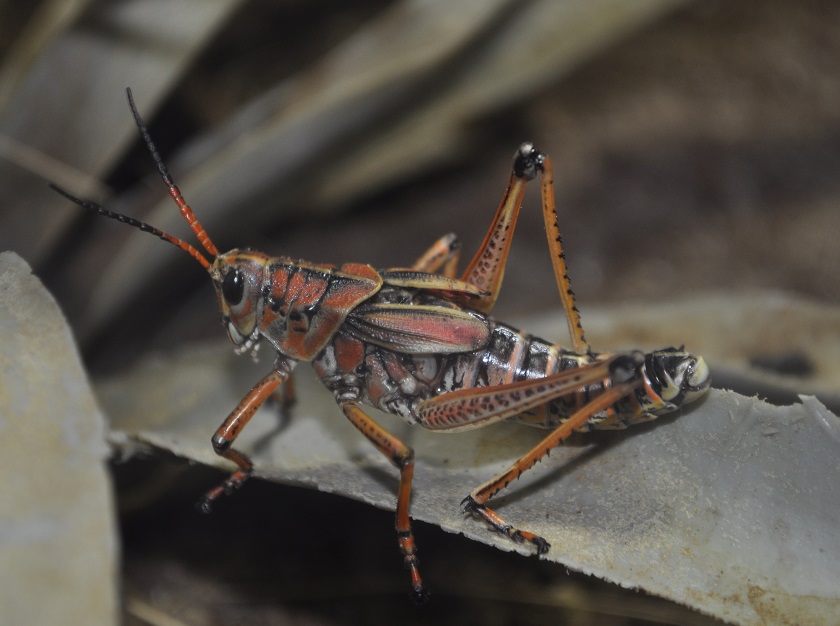 ZOOTOGRAFIANDO (6.096 ANIMALS): SALTAMONTES DEL ESTE (Romalea guttala)