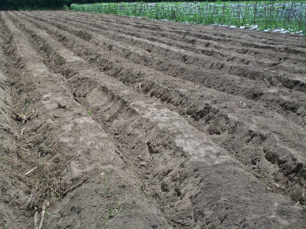 CARA MENANAM DAN BUDIDAYA TEBU | Pertanian