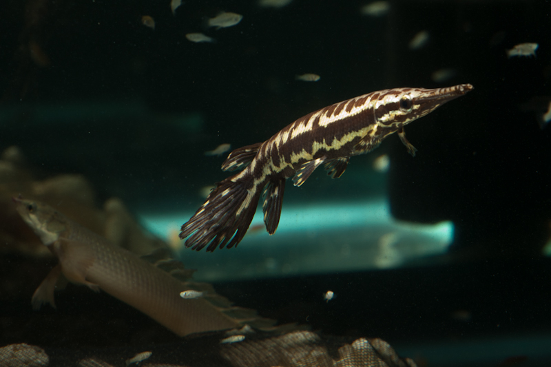 My Quest For Predatory & Oddball Fishes: Atractosteus Tropicus aka ...