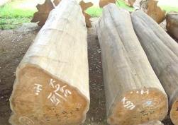 Cara Memilih Kayu Gelondong