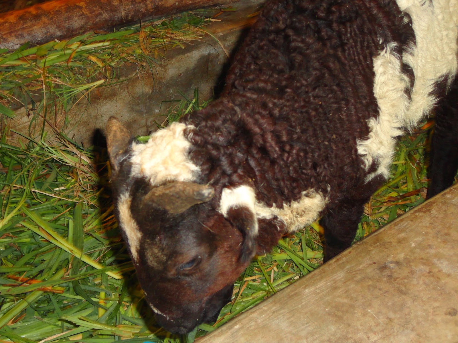 KONTROVERSI PANAS : ""PEMELIHARAAN BUDI DAYA TERNAK DOMBA GARUT""