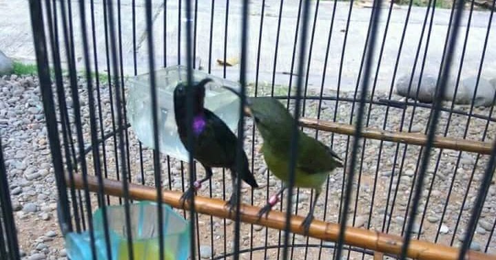 Cara Membedakan Burung Kolibri Ninja Jantan dan Betina