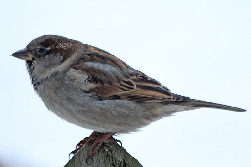 Ptasiakowo: O wróbelku