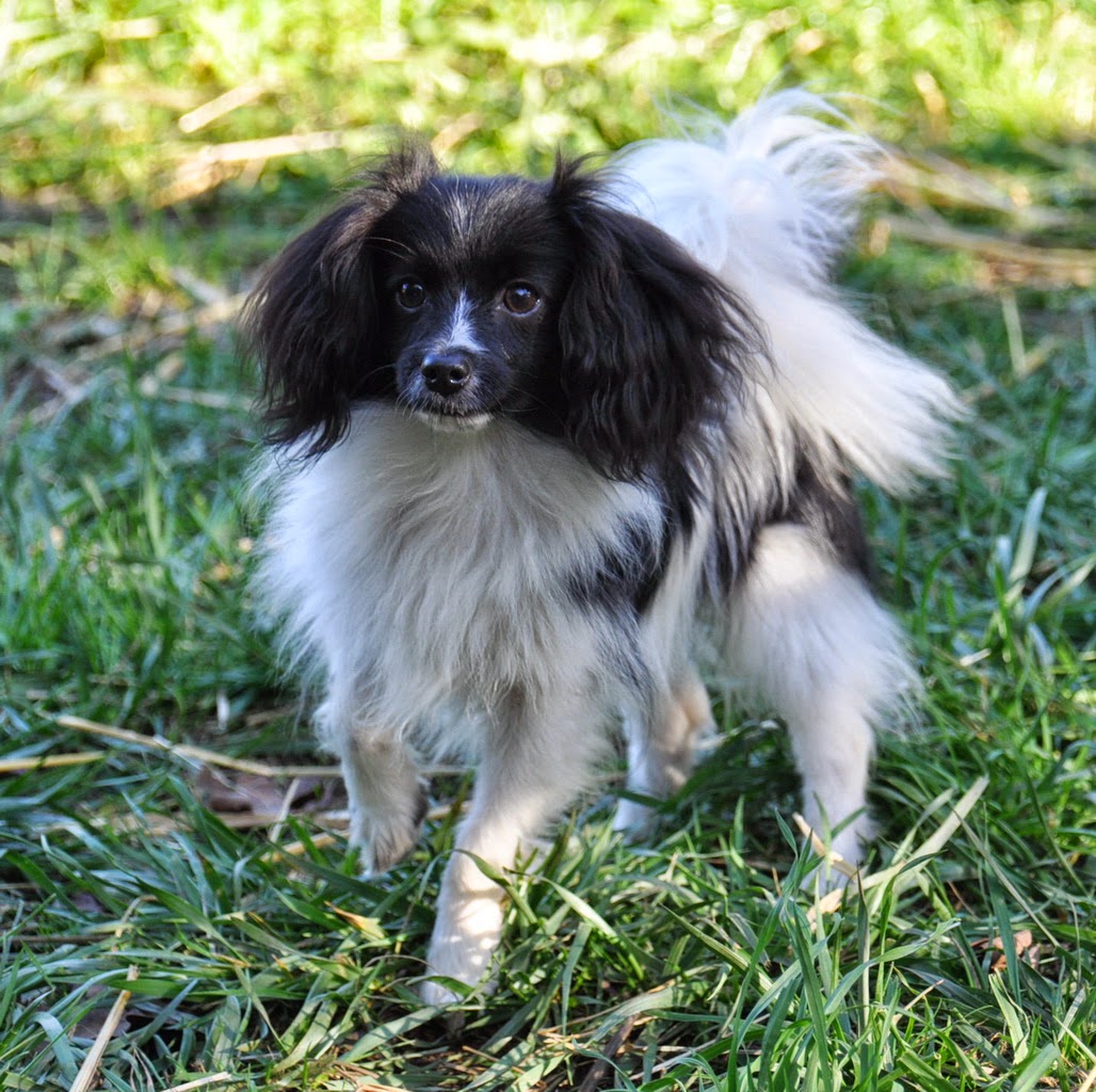 Road's End Papillons : Phalene Dog Kilemars Passo @ Road's End