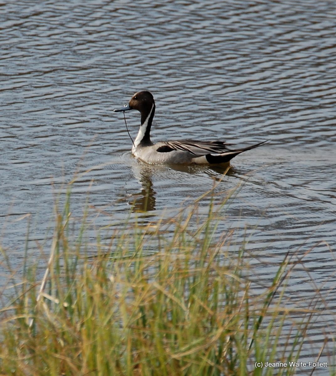 Gullible's Travels: Duck Hunting and Honking' Honkers