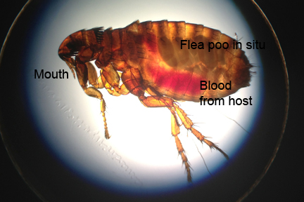Small Animal Talk: Three things I learned: facts about fleas