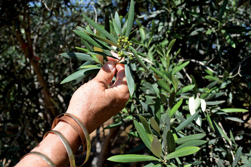 BEST BUY: Swakop River Olives (Namibian Olive Oil)